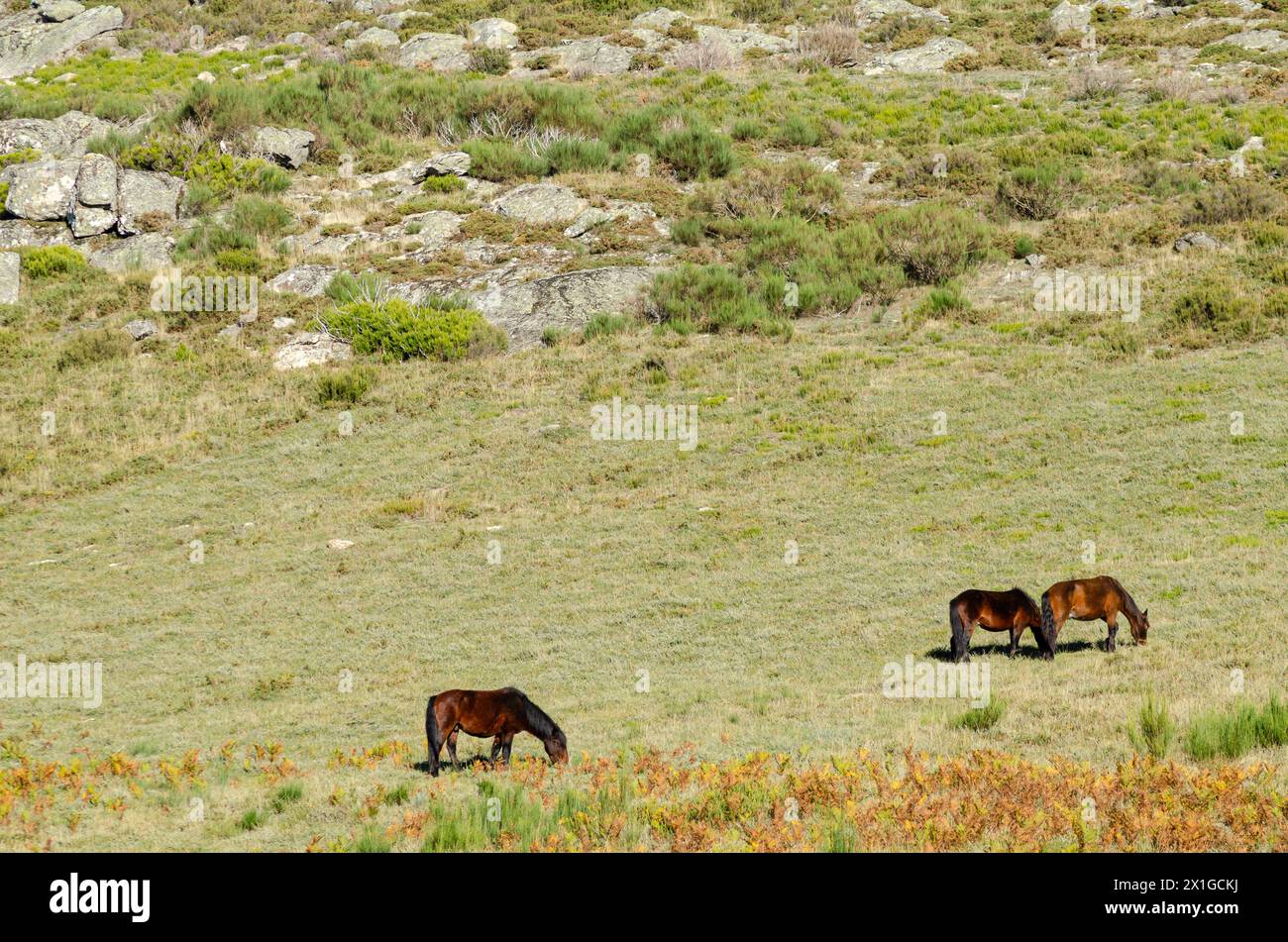 Wild horses (garrano horses) grazing in Peneda Geres National Park ...