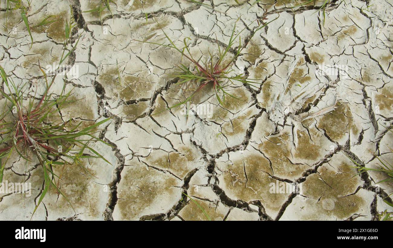 Cracked soil, a rice field that experiences cracks during the dry ...