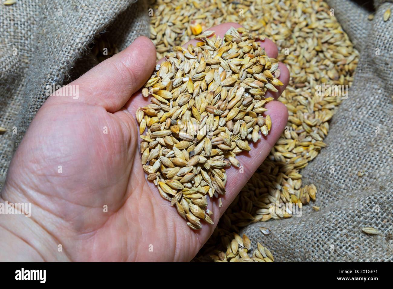 A hand holding a pile of wheat grains, a staple food ingredient used in ...
