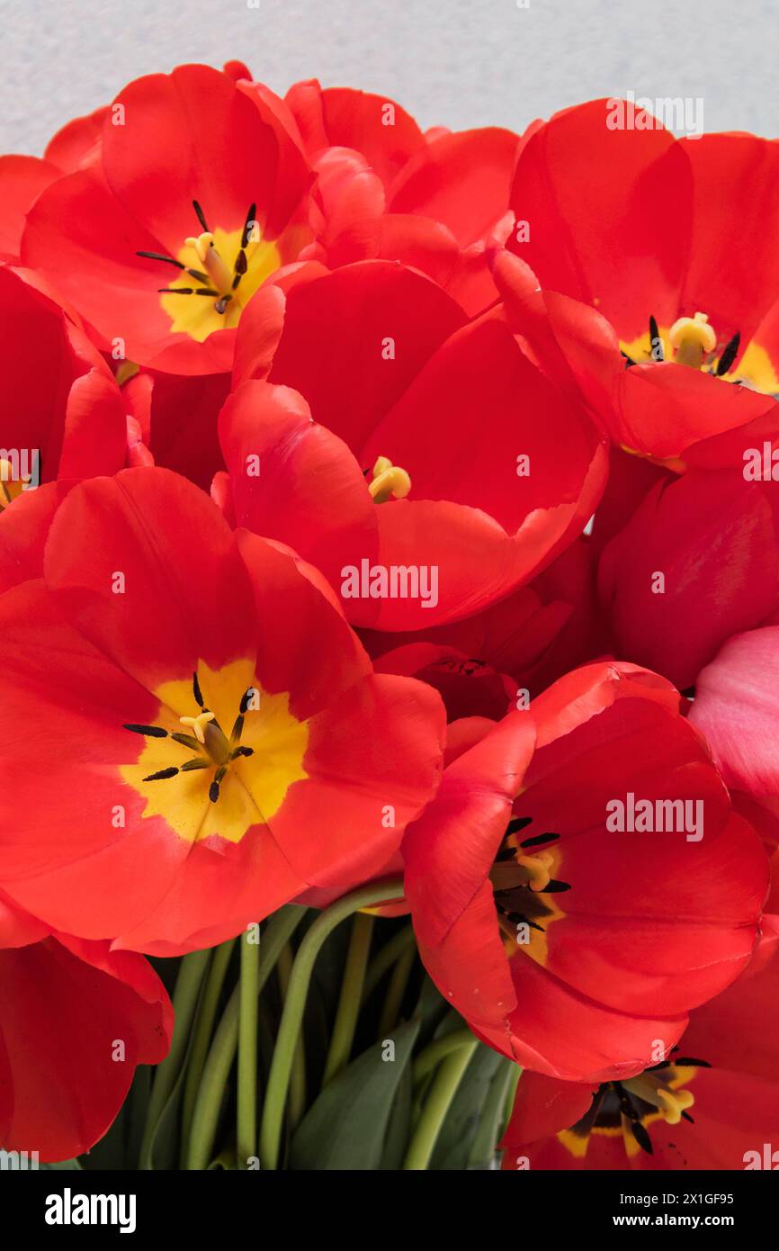 A cluster of vibrant red flowers with a striking yellow center ...