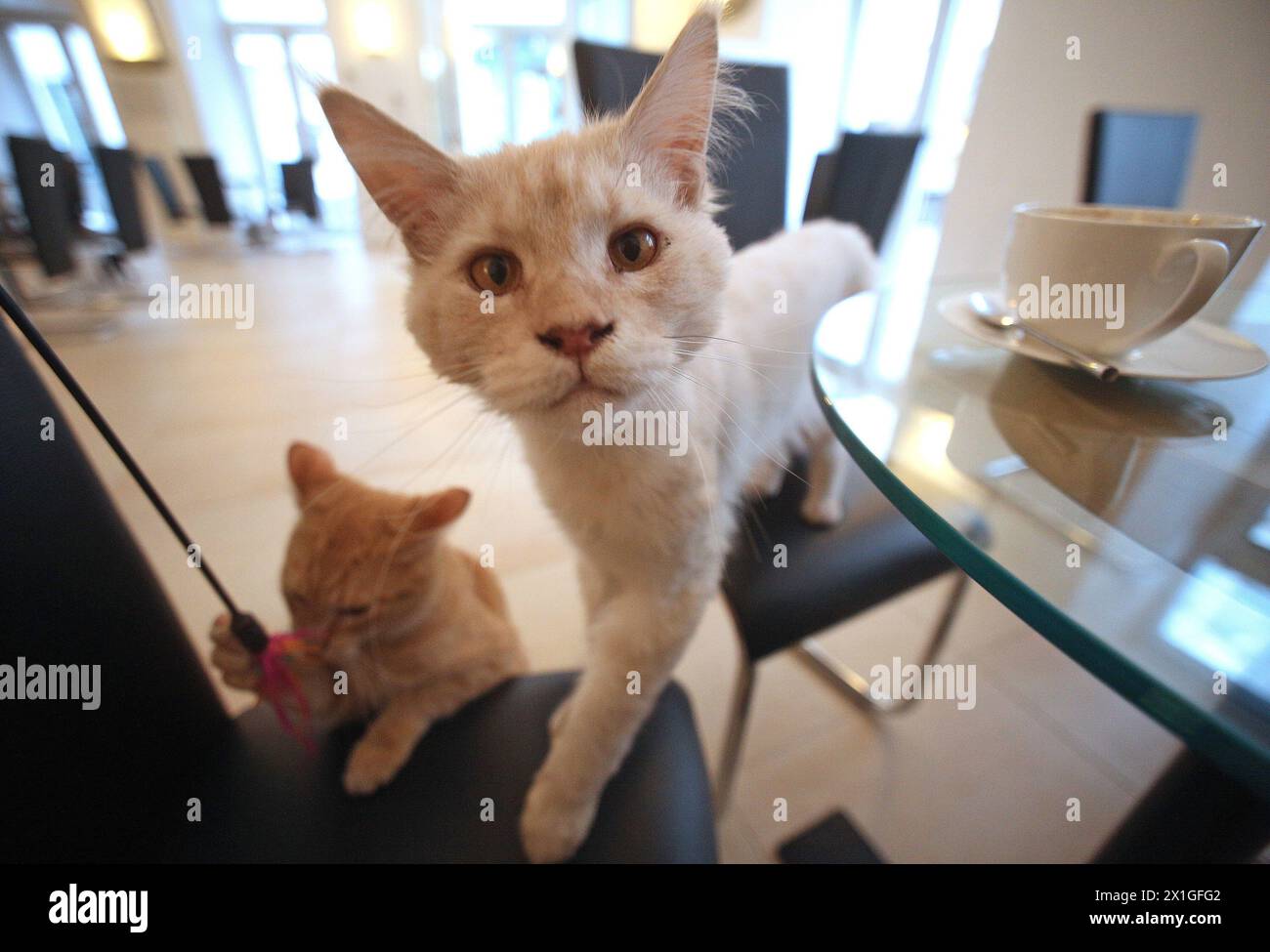 Vienna - Austrians first cat café opens at the first district in Vienna ...