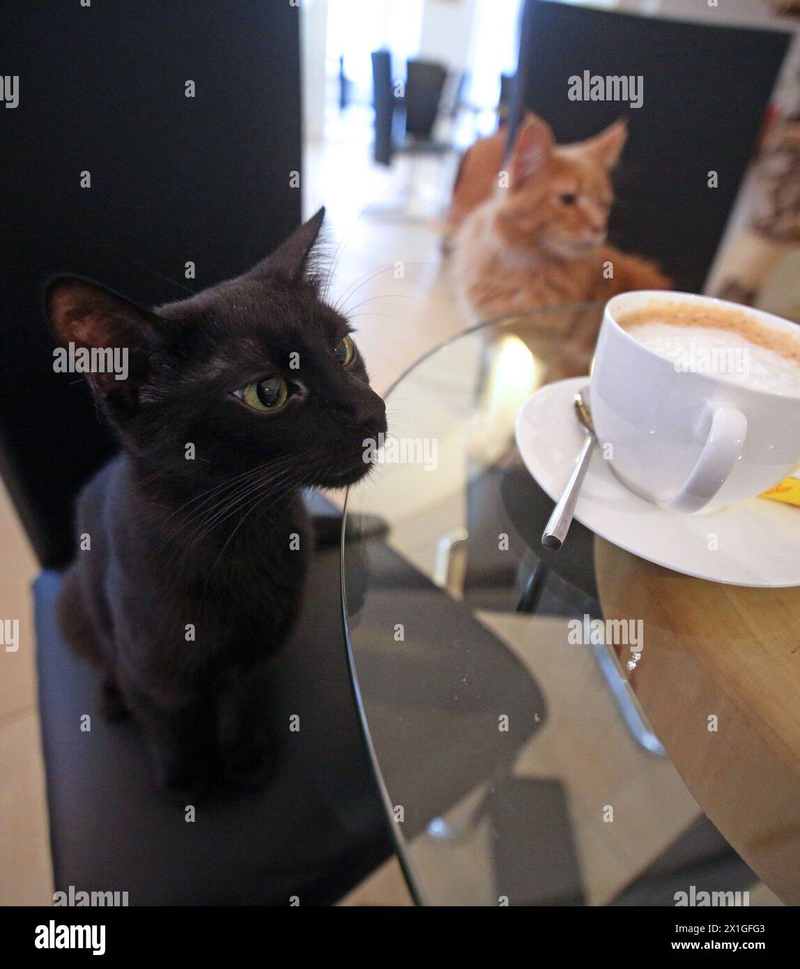 Vienna - Austrians first cat café opens at the first district in Vienna ...