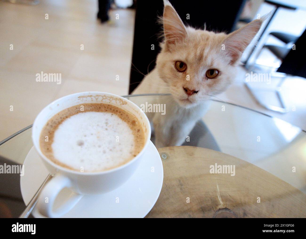 Vienna - Austrians first cat café opens at the first district in Vienna ...