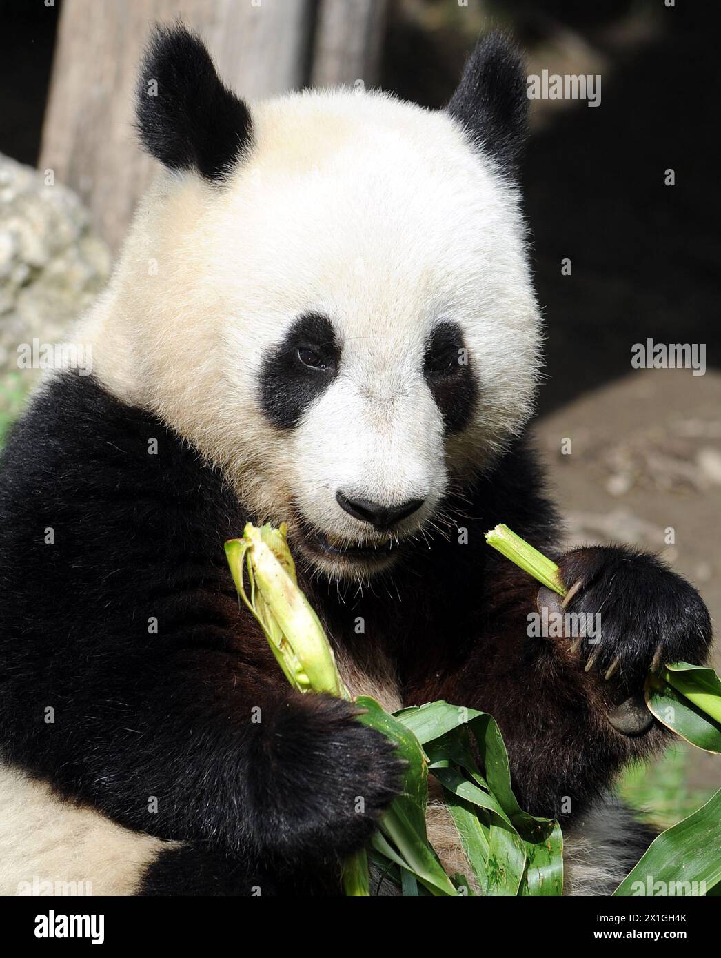 Vienna - Panda Fu Hu celebrates his 2nd birthday at Vienna zoo on 23rd ...