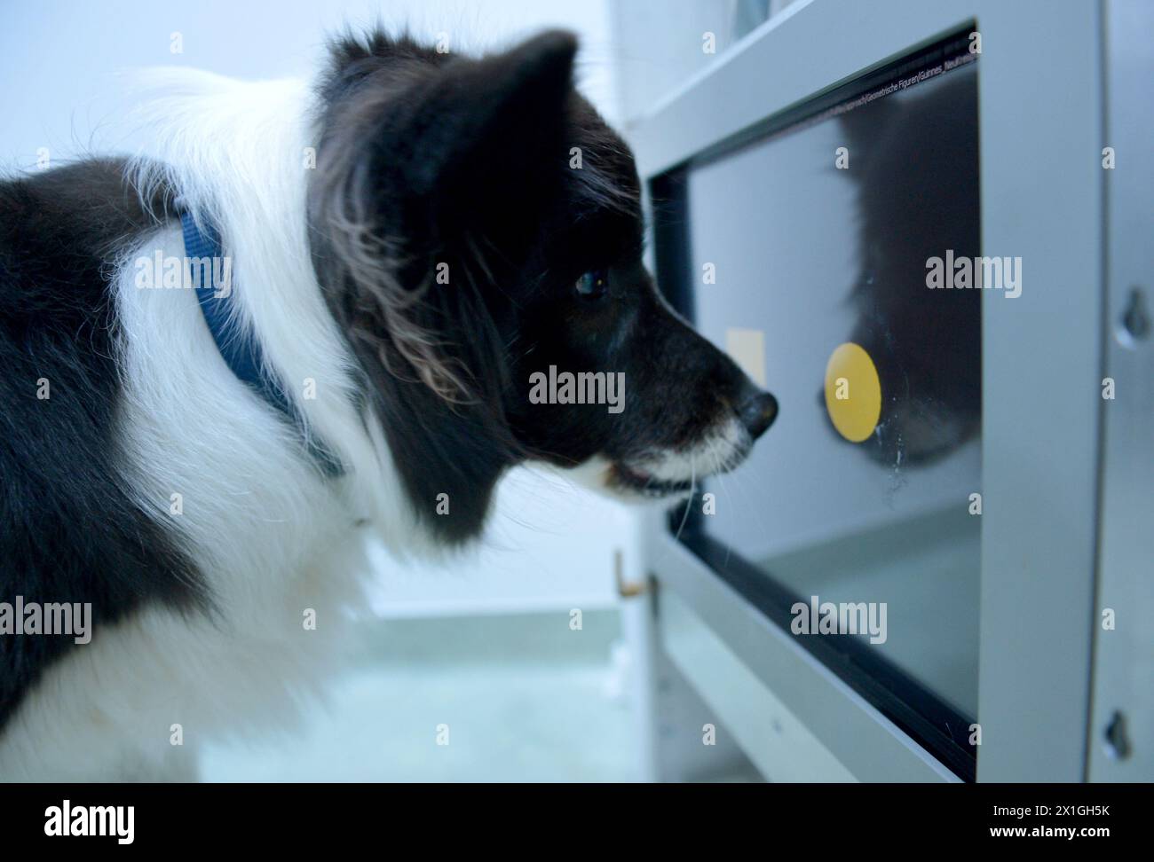 Vienna - The Clever Dog Lab is a scientific society linked to the Unit ...