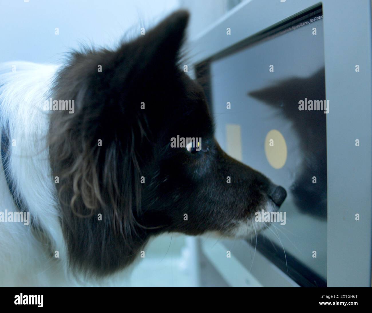 Vienna - The Clever Dog Lab is a scientific society linked to the Unit ...