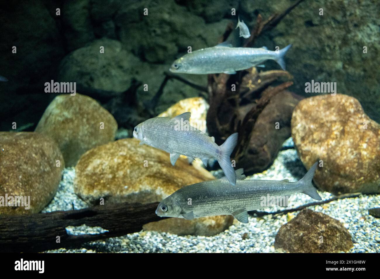 Coregonus, whitefish a genus of fish in the Salmonidae family at ...