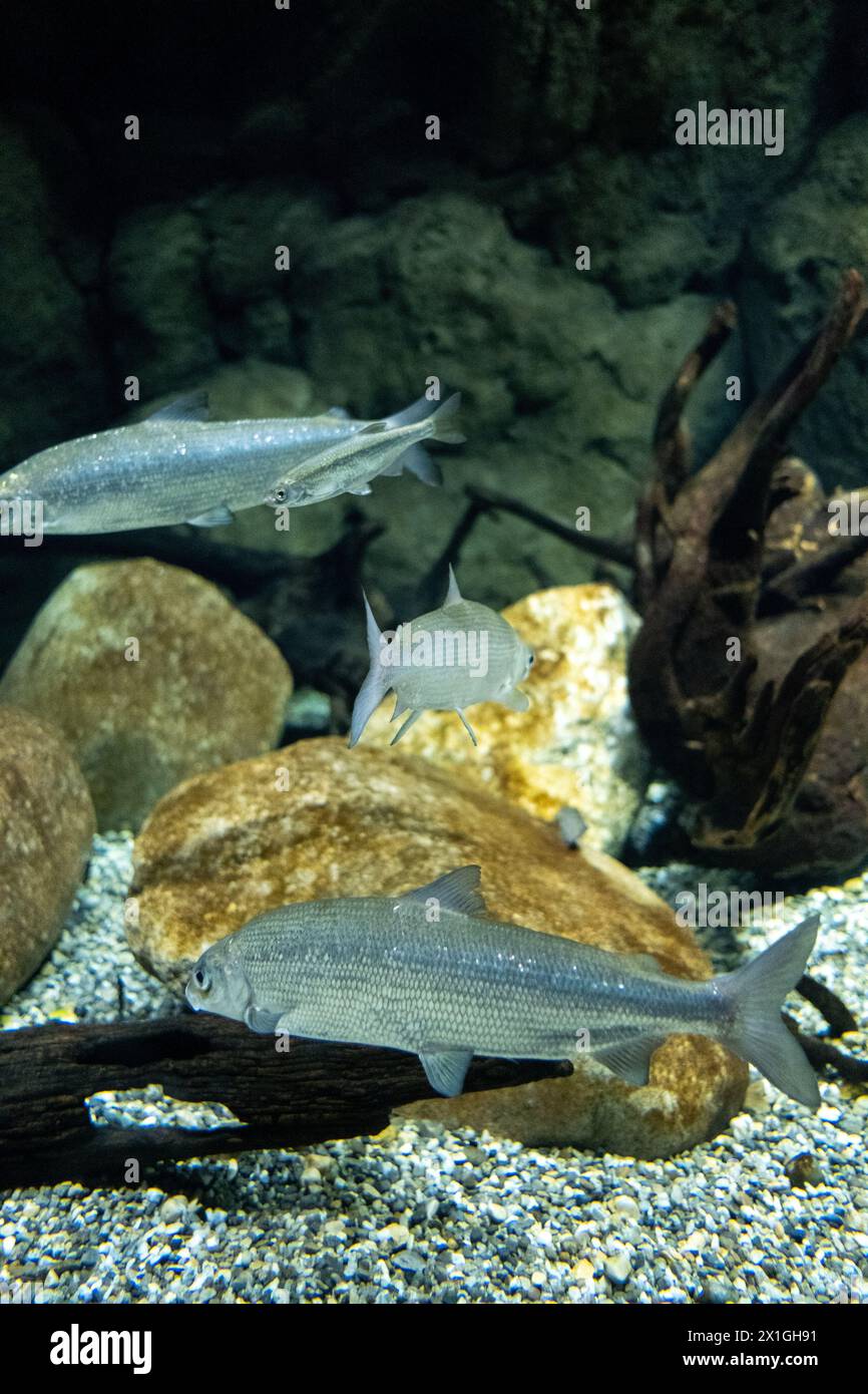 Coregonus, whitefish a genus of fish in the Salmonidae family at ...