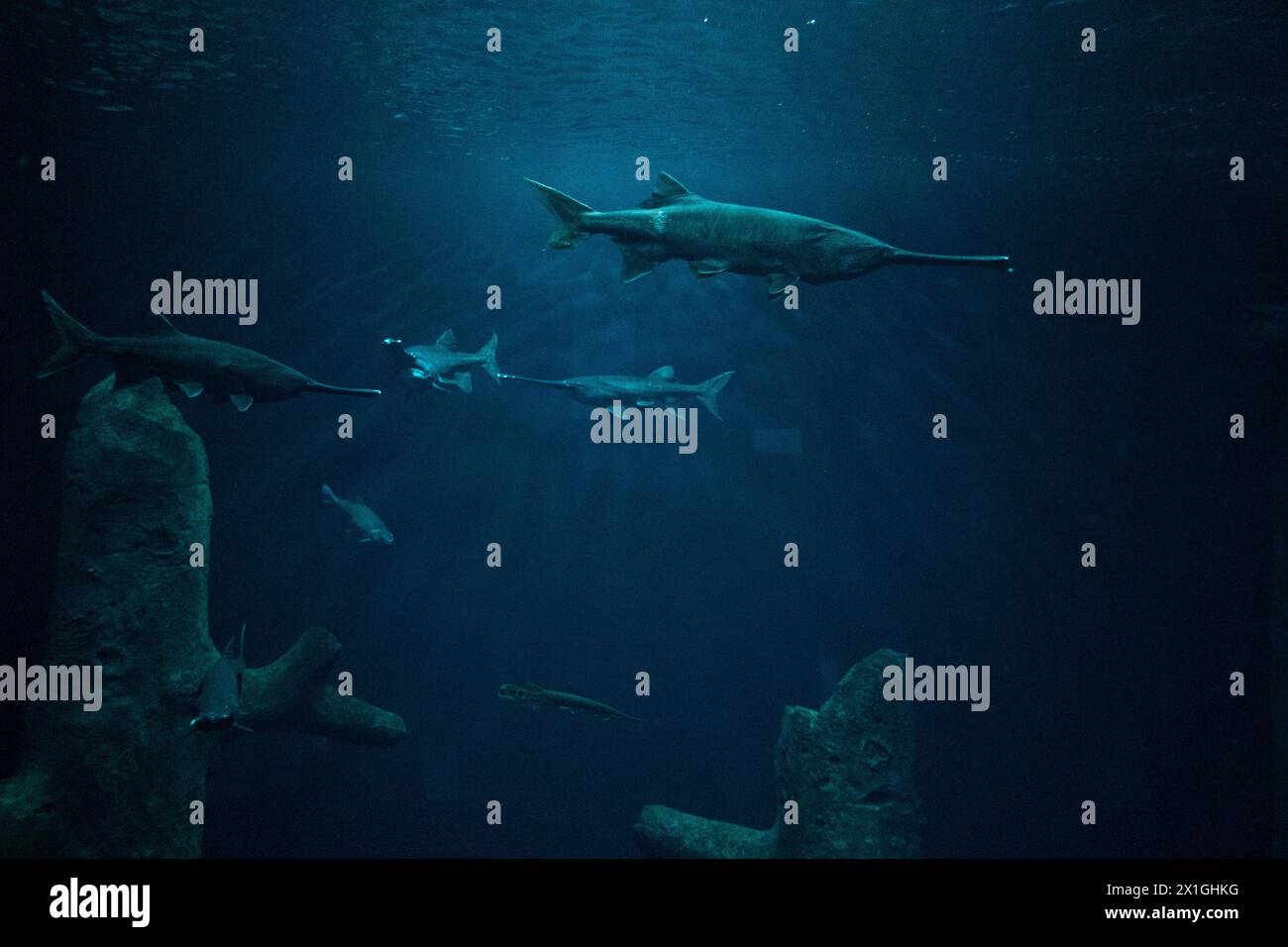 Paddlefish tank, scientific name Polyodon spathula, also known as ...