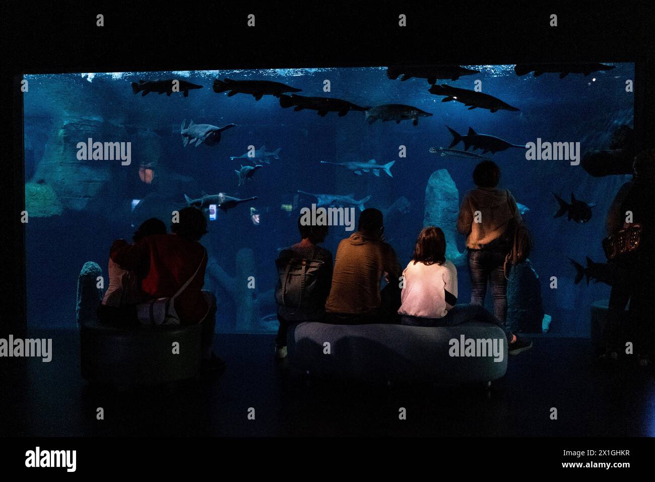 A family of visitors with a child in front of a tank of paddlefish ...