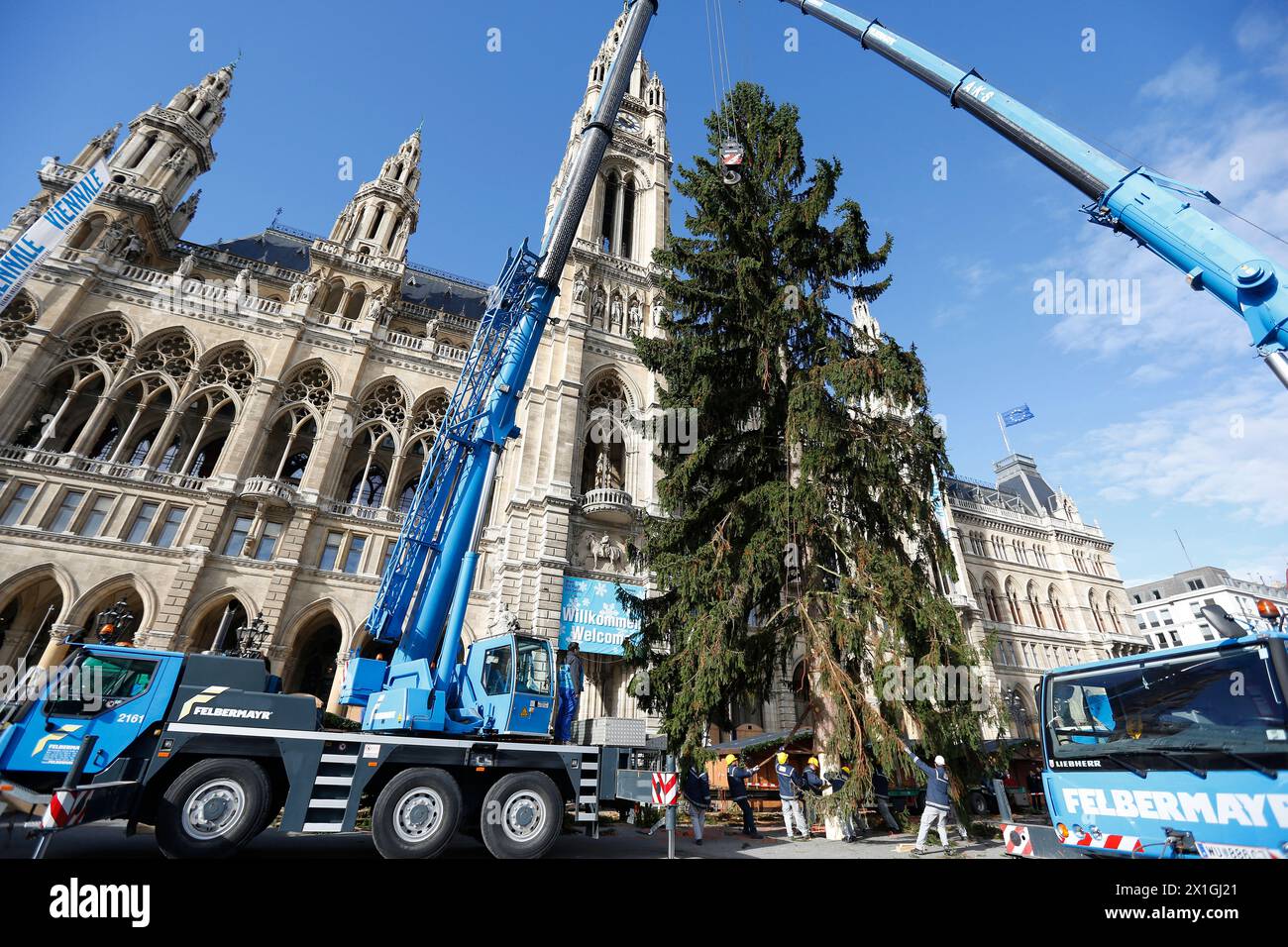 Vienna - Mounting of Vienna's christmas tree at the Rathausplatz (in ...