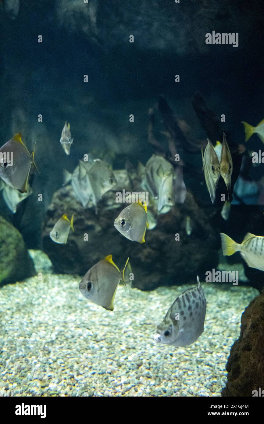 Basin with species of African sunfish (Monodactylus sebae), silver ...