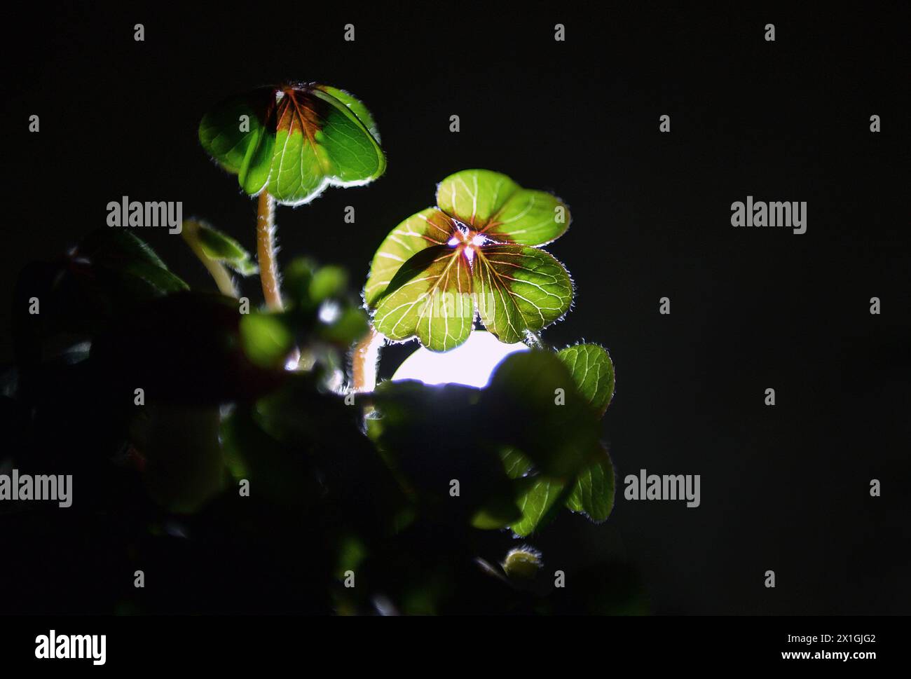 The four-leaved clover is a symbol for luck and therefore a common ...