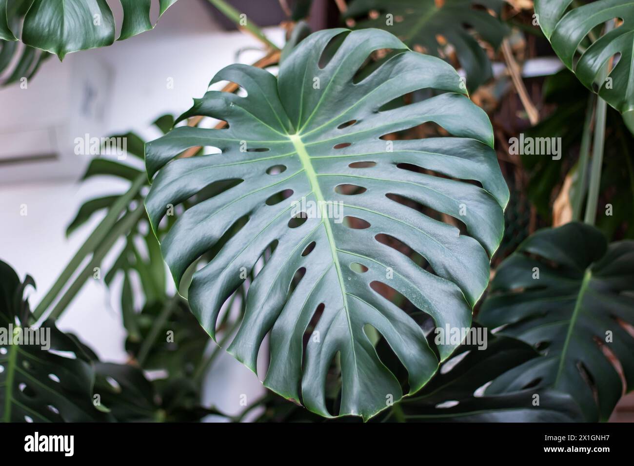 A close up of a monstera leaf, a flowering plant known for its unique ...