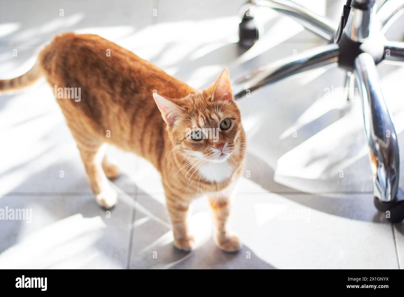 A small to mediumsized cat with orange and white fur, whiskers ...