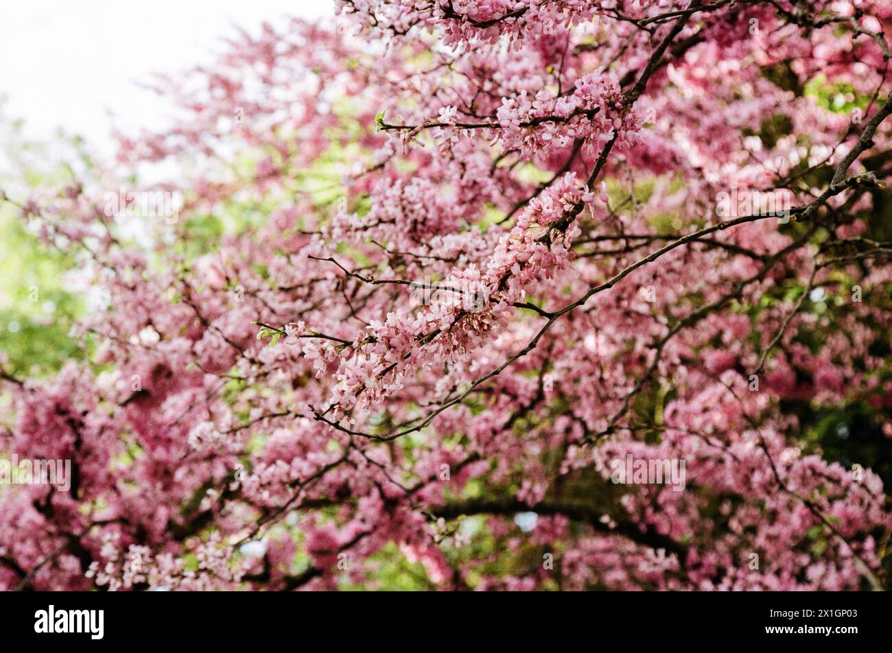 Purple flowers, Judas tree Cercis siliquastrum, Olympia, Greece Stock ...