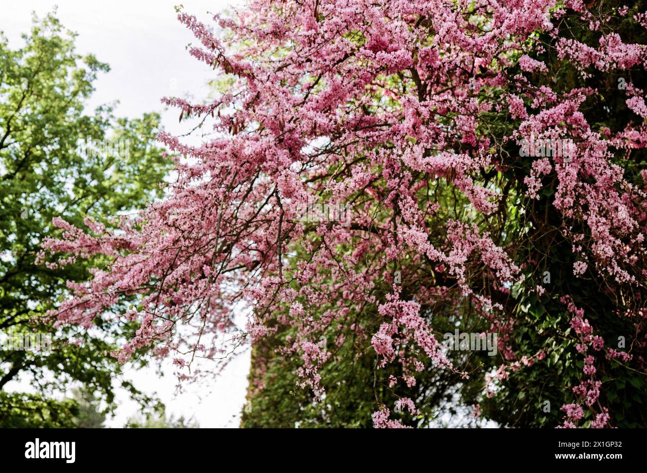 Purple flowers, Judas tree Cercis siliquastrum, Olympia, Greece Stock ...