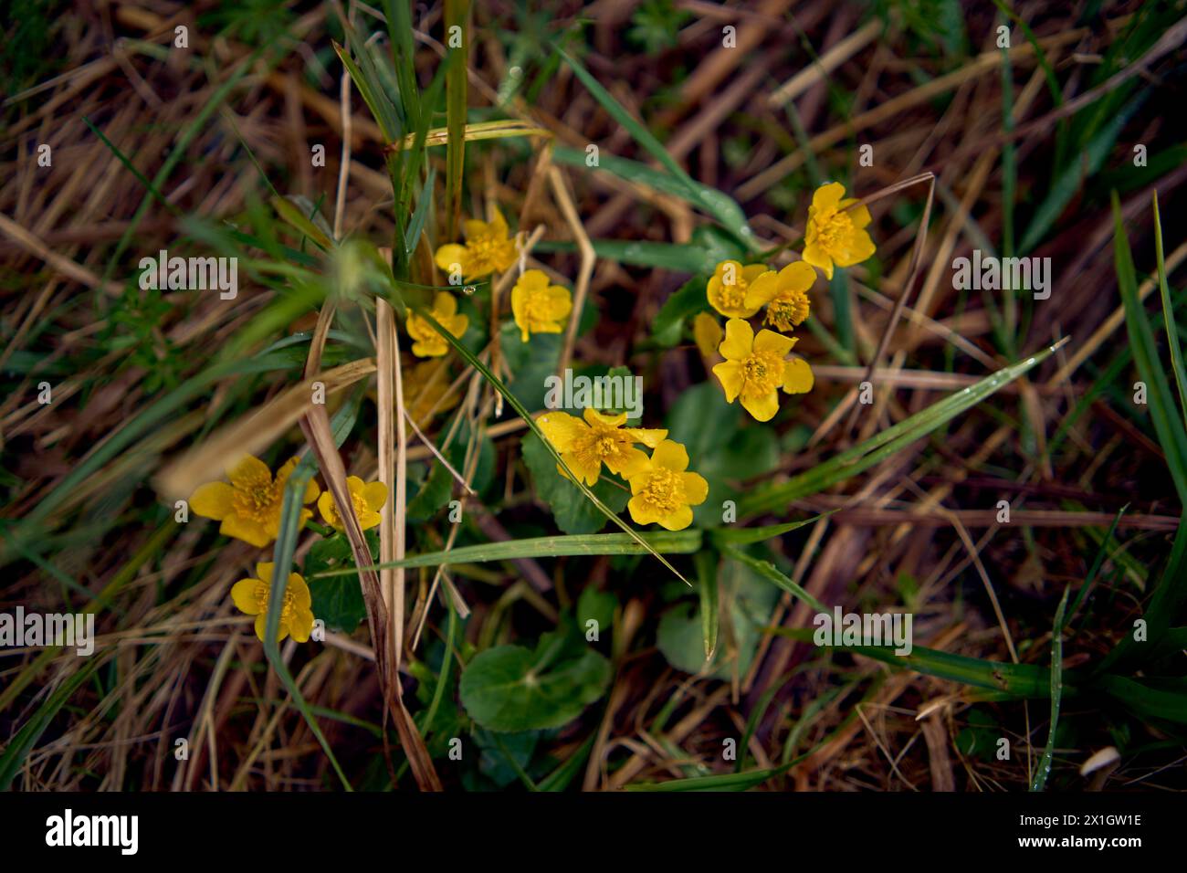 the wild flowers on the river bank Stock Photo - Alamy