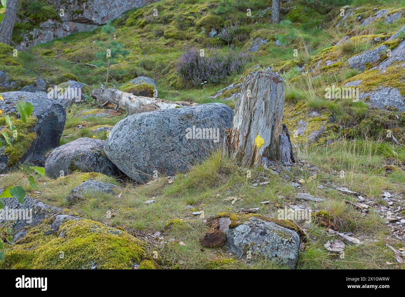 Rocks and tree stump with yellow fungus in summer Stock Photo - Alamy