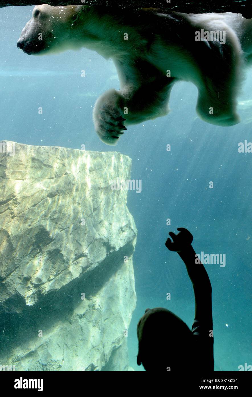 One of the two ice bears swims in the water in his new compound at the ...
