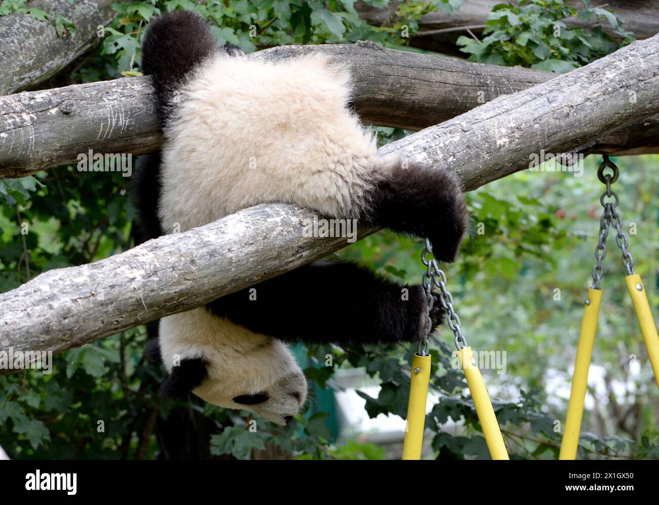 The panda named Fu Bao celebrates his first birthday at the Zoo Vienna ...