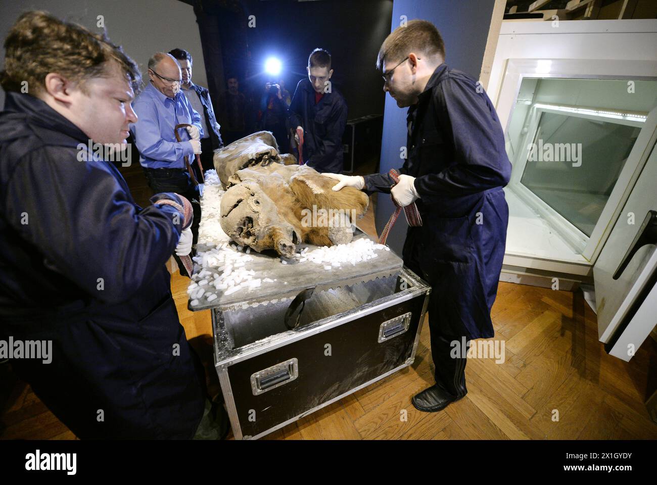 Mummy mammoth siberia hi-res stock photography and images - Alamy