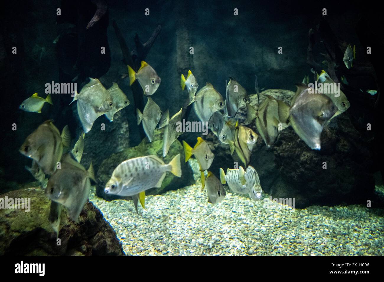 Basin with species of African sunfish (Monodactylus sebae), silver ...