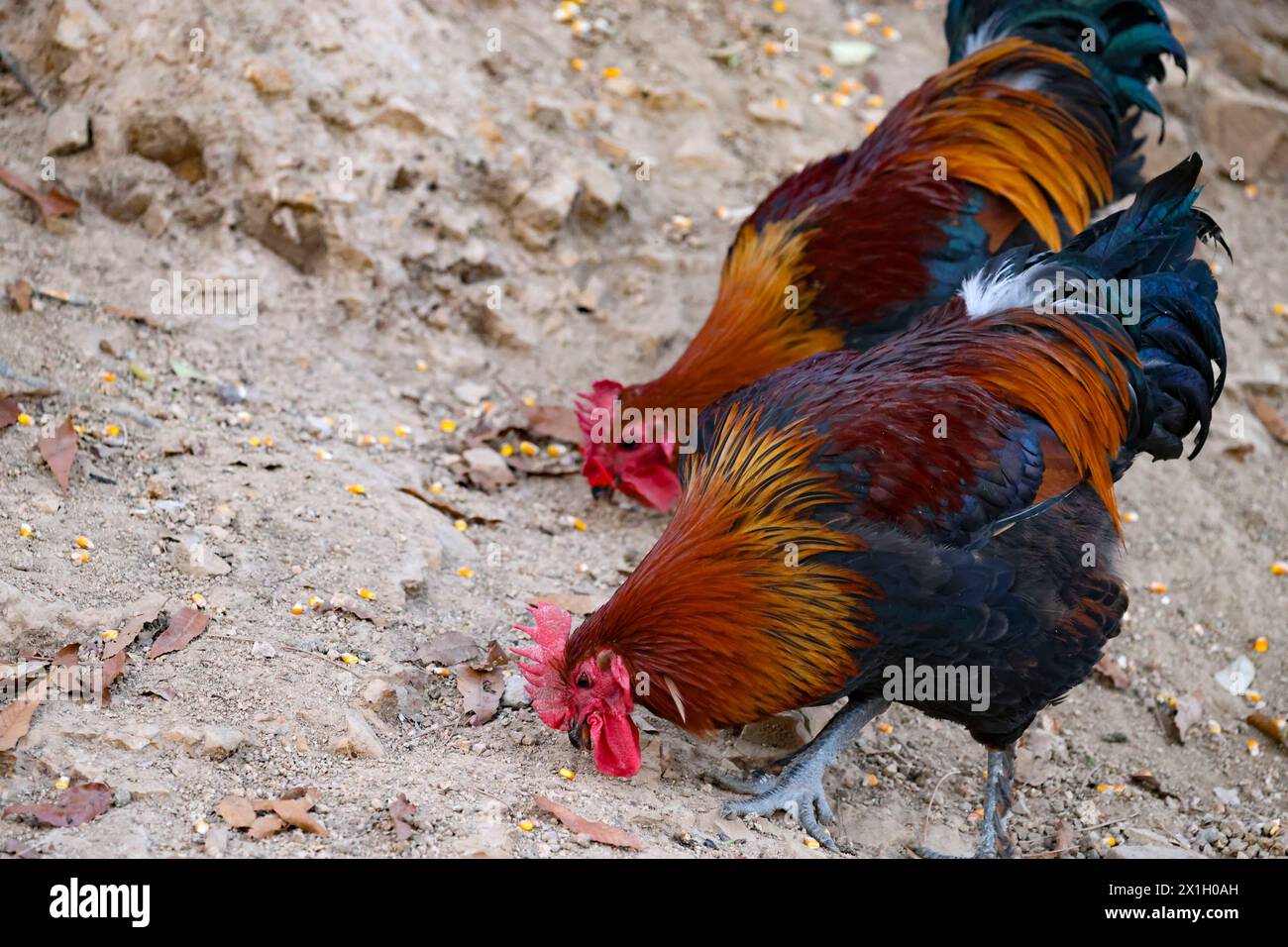 QINGDAO, CHINA - APRIL 16, 2024 - A breeder feeds chickens at a chicken ...