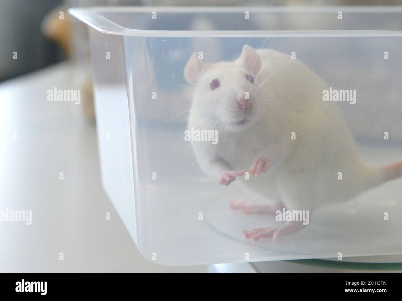 Experiment involving animals hi-res stock photography and images - Alamy