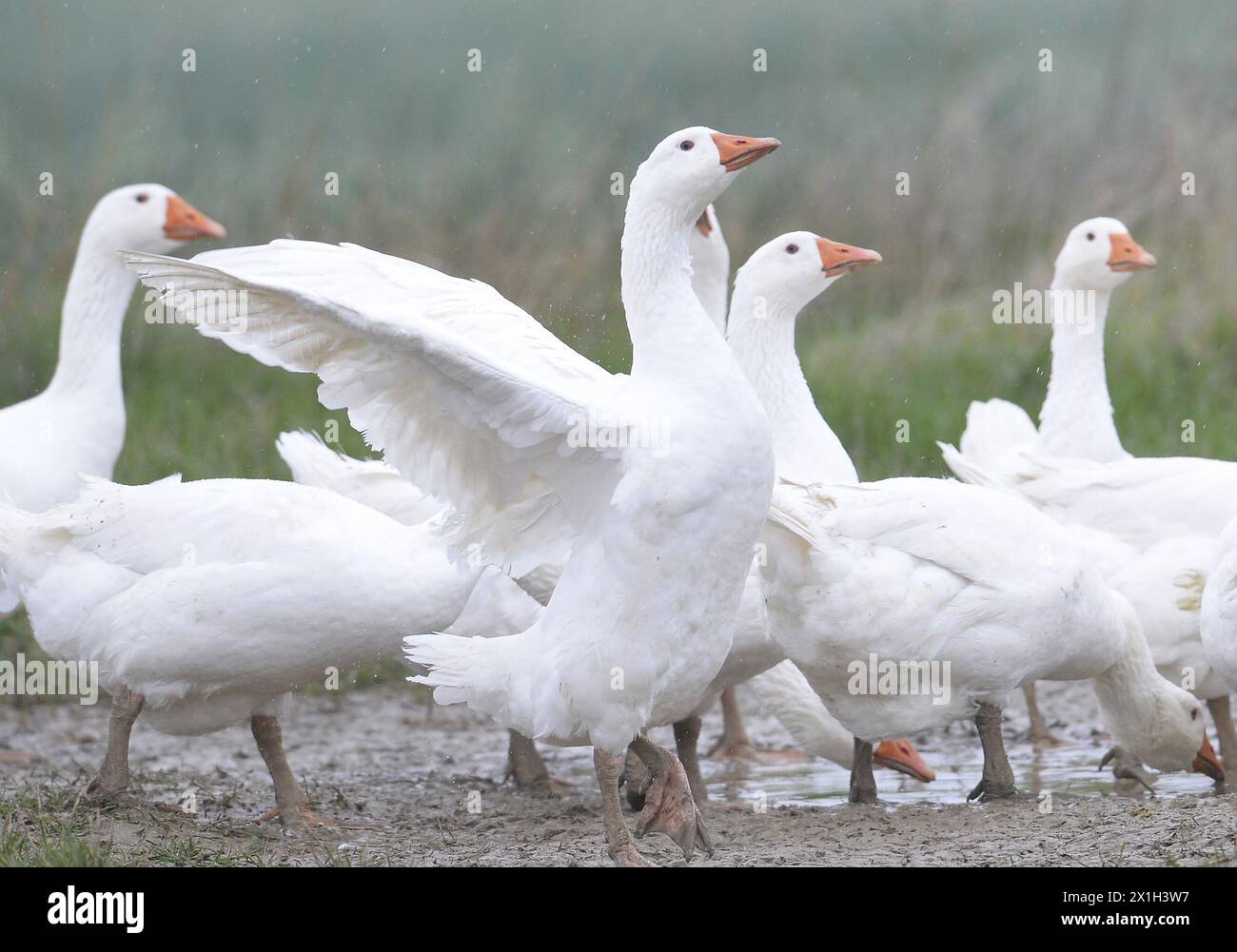 Feature - St. Martin's goose - Geese at an Austrian farm in Hagensdorf ...