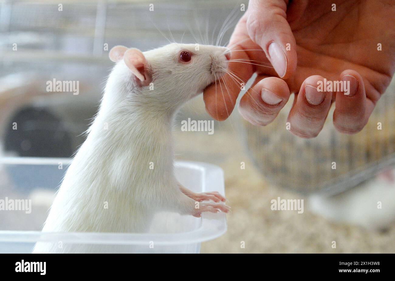 Feature - animal experiments - at the University of Veterinary Medicine ...
