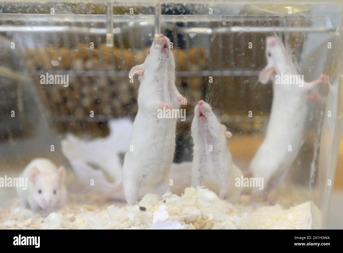 Experiment involving animals hi-res stock photography and images - Alamy