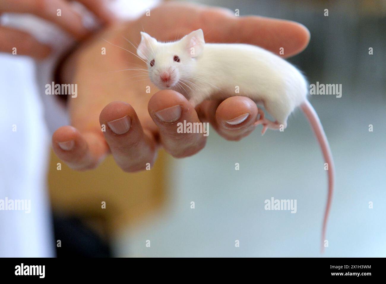 Experiment involving animals hi-res stock photography and images - Alamy