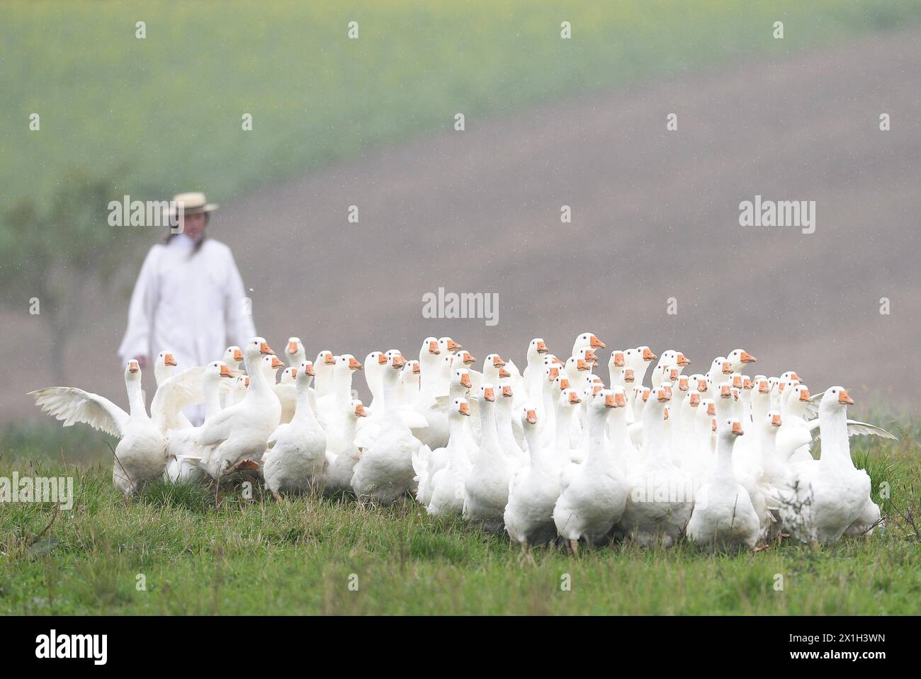 Feature - St. Martin's goose - Geese at an Austrian farm in Hagensdorf ...