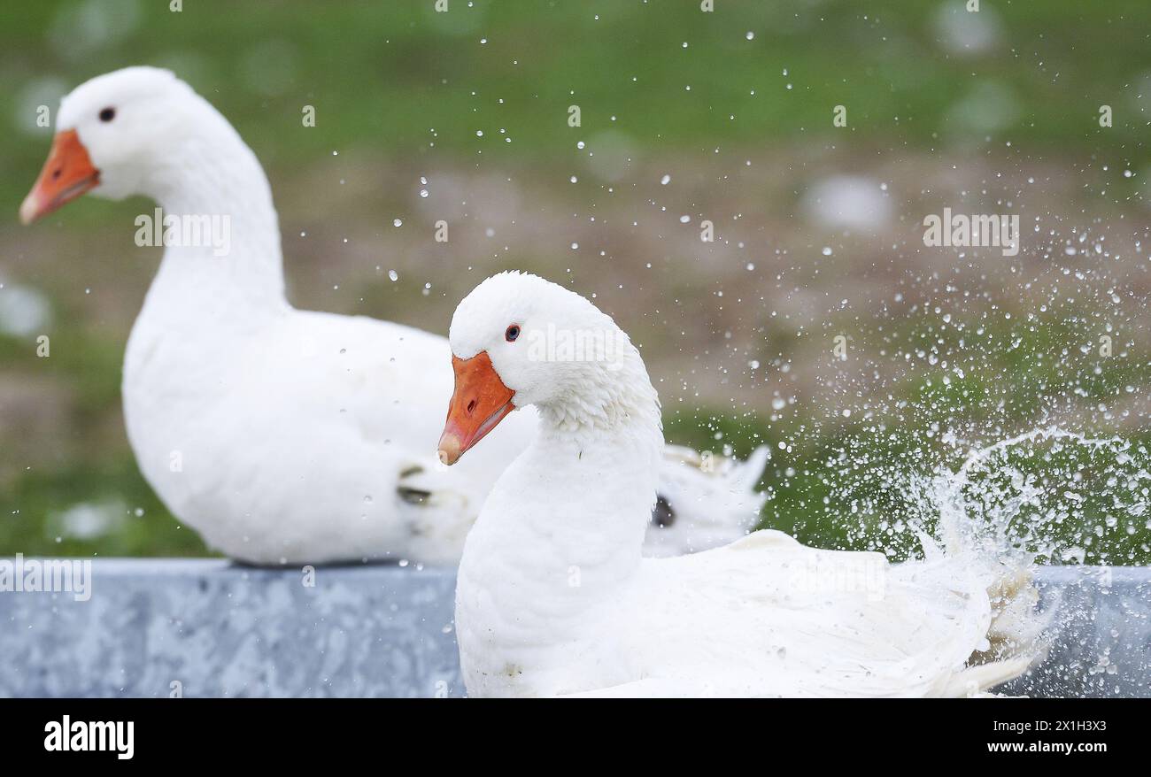 Feature - St. Martin's goose - Geese at an Austrian farm in Hagensdorf ...