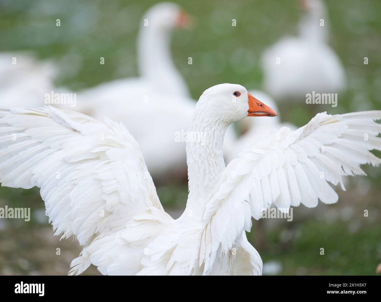 Feature - St. Martin's goose - Geese at an Austrian farm in Hagensdorf ...