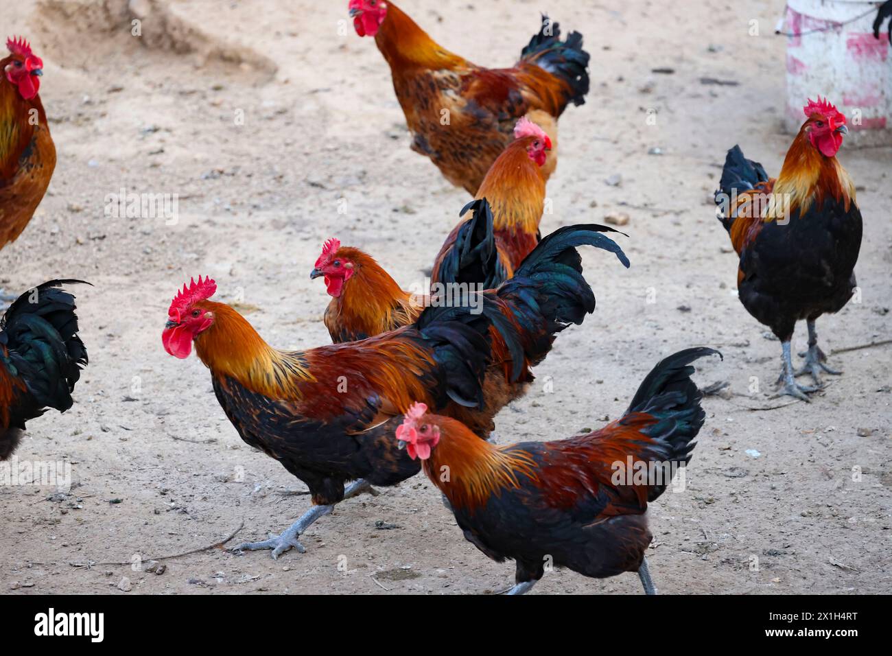 QINGDAO, CHINA - APRIL 16, 2024 - A breeder feeds chickens at a chicken ...