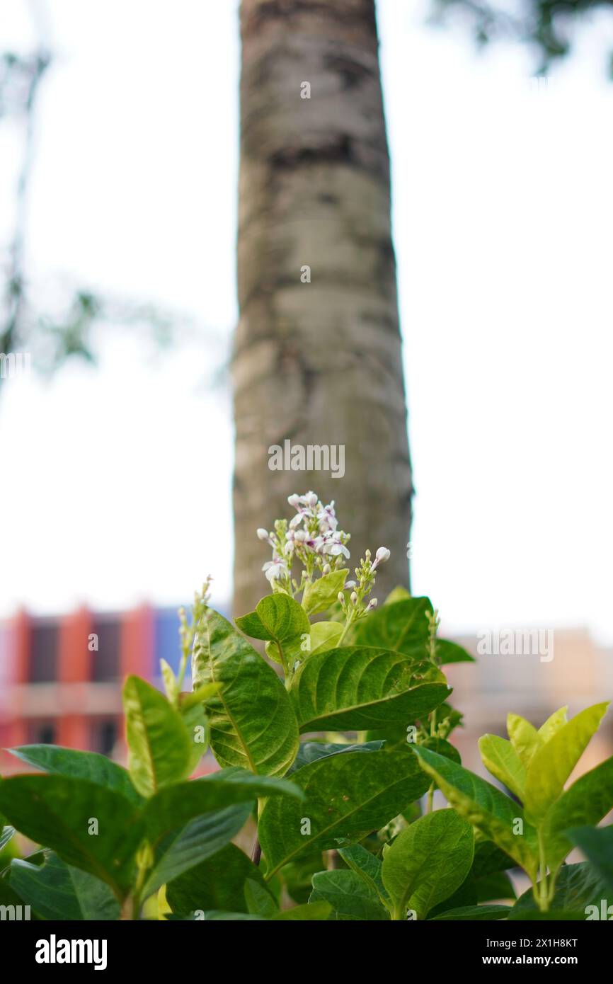 Plant with small white flowers and wide green leaves on a blurry tree ...