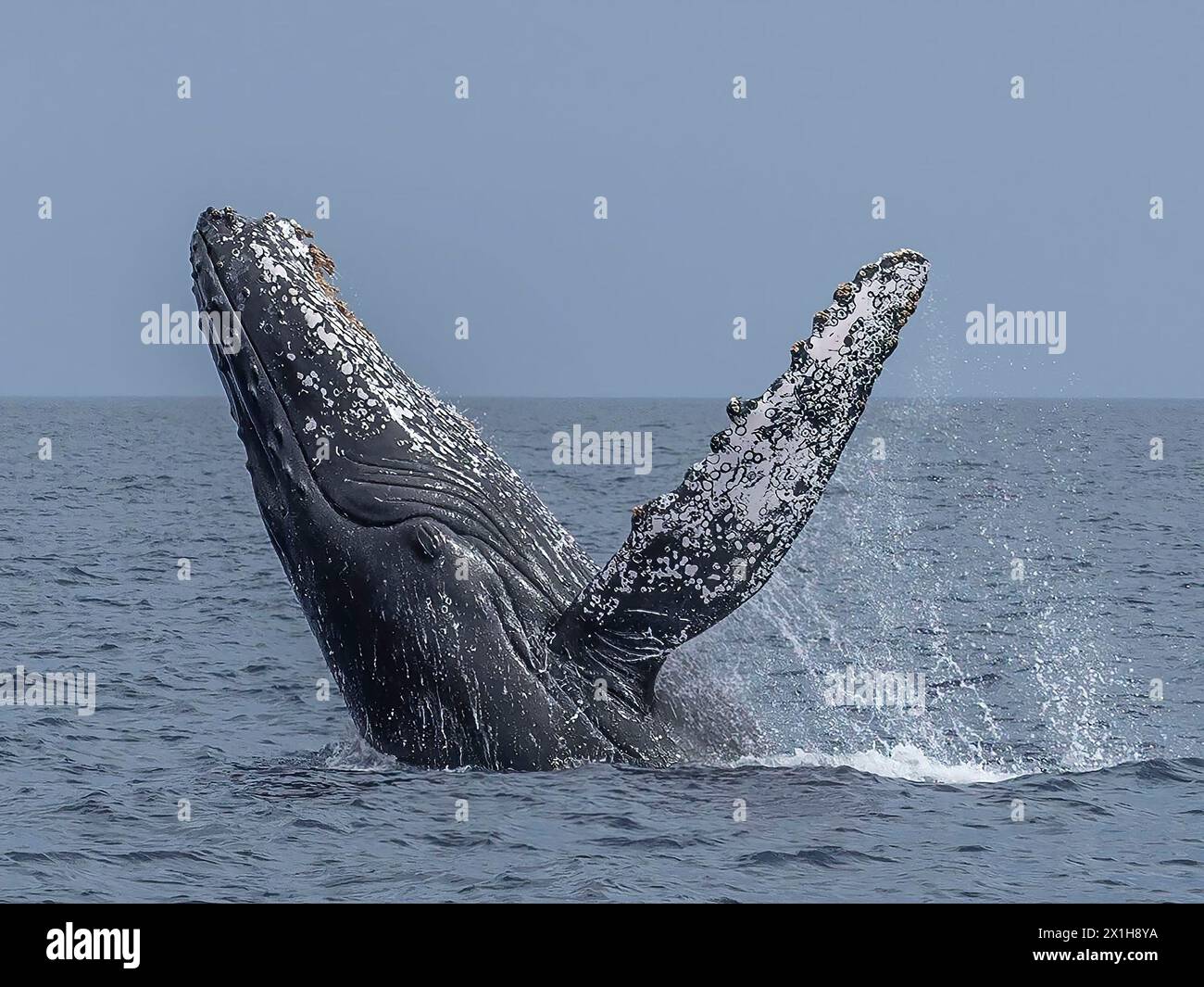 Humpback whale breach Stock Photo - Alamy