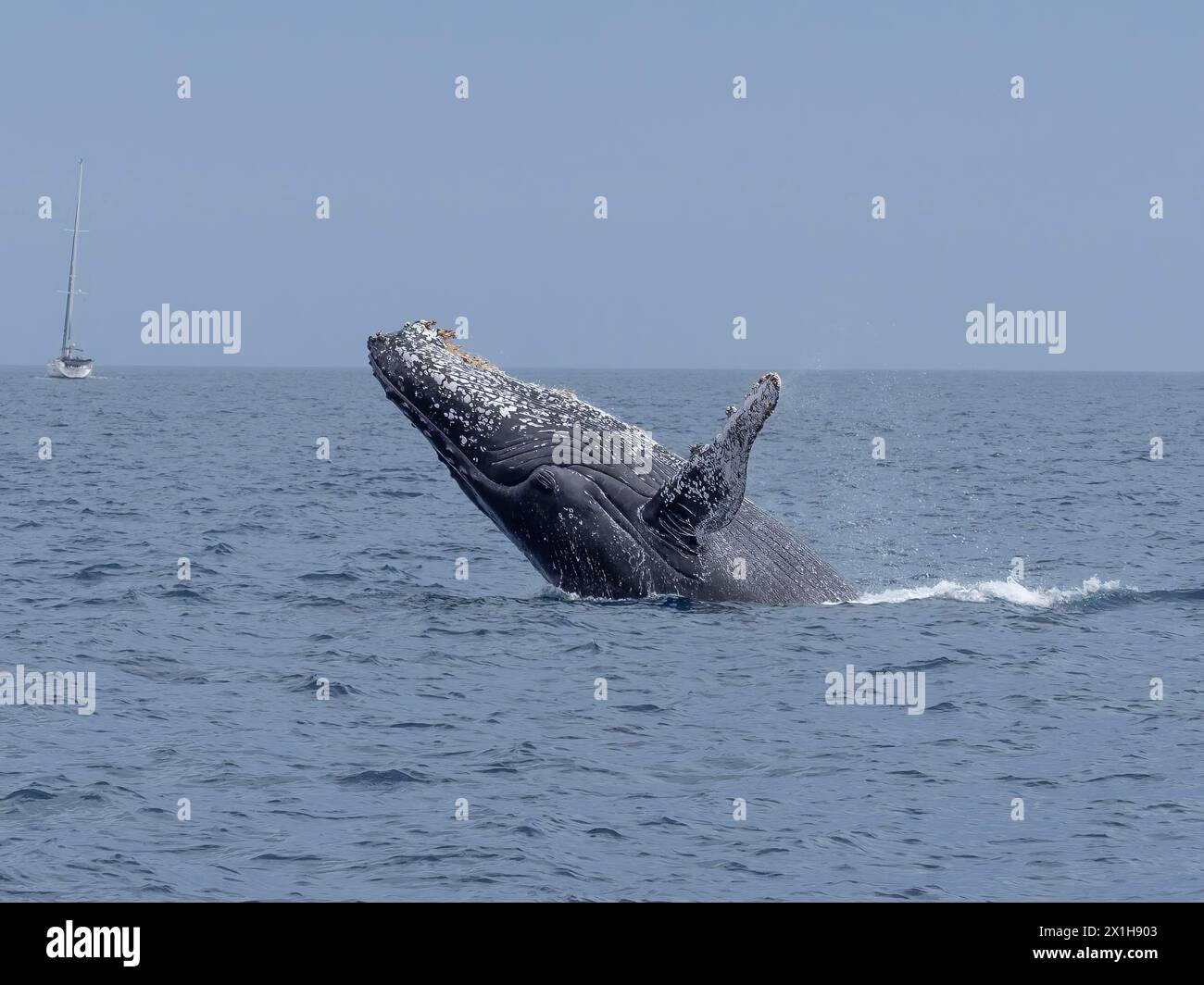 Humpback whale breach Stock Photo - Alamy