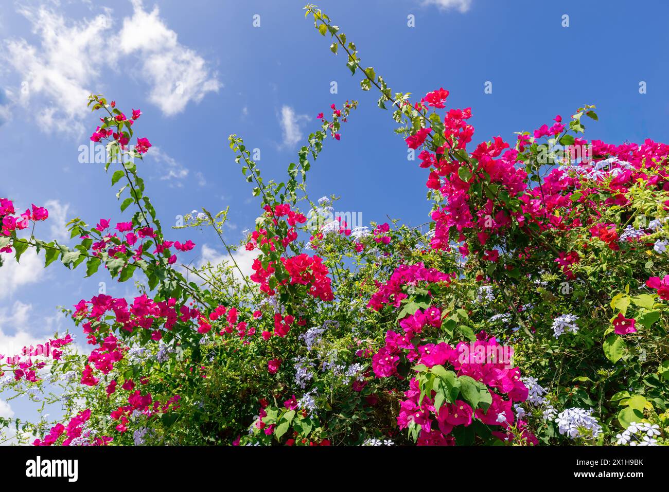 Vibrant bougainvillea flowers burst with pink hues, intertwined with ...