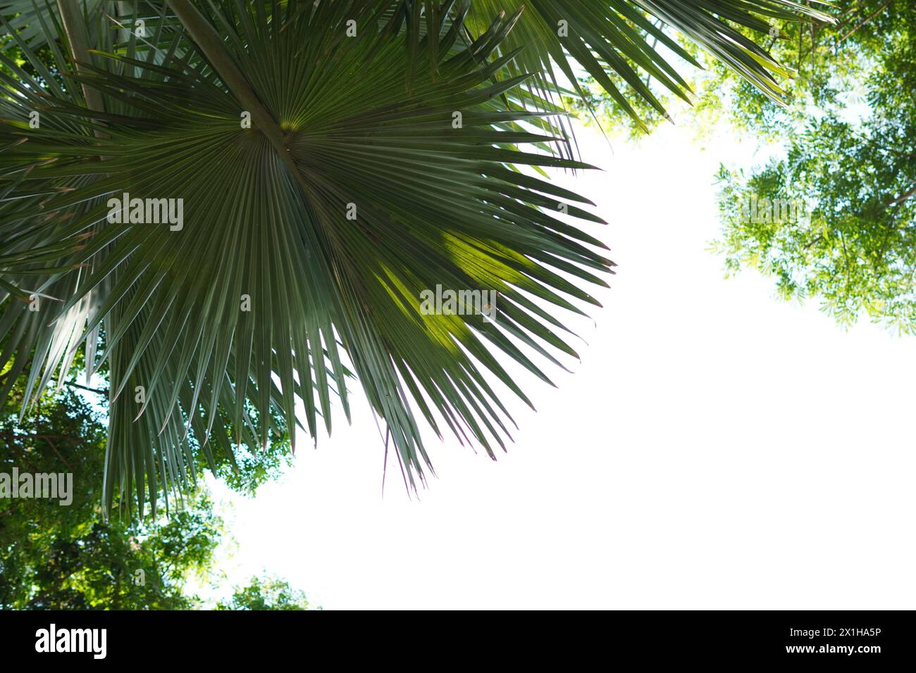 The background is a light green tree with broad leaves Stock Photo - Alamy