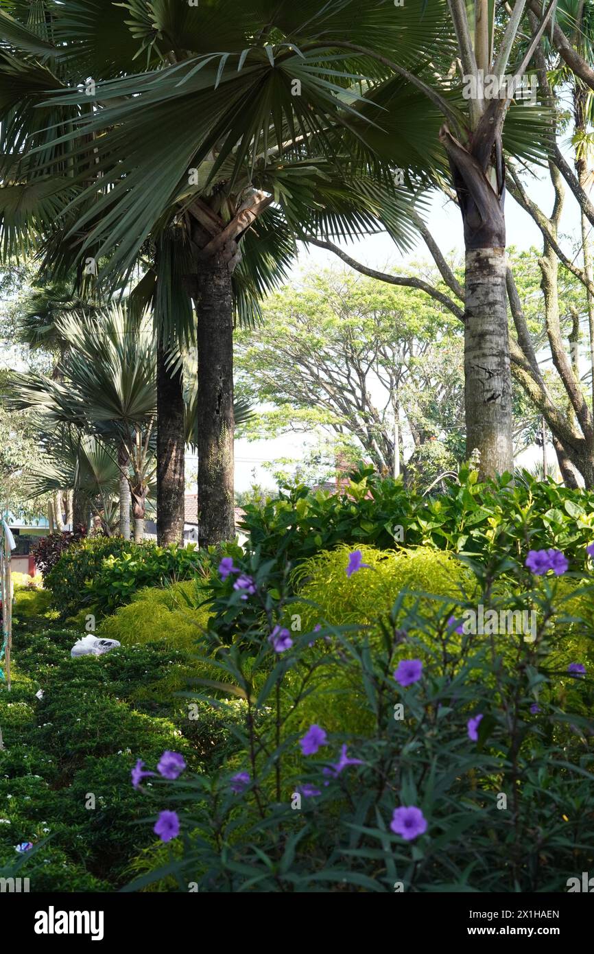 Lush tall palm tree hi-res stock photography and images - Alamy