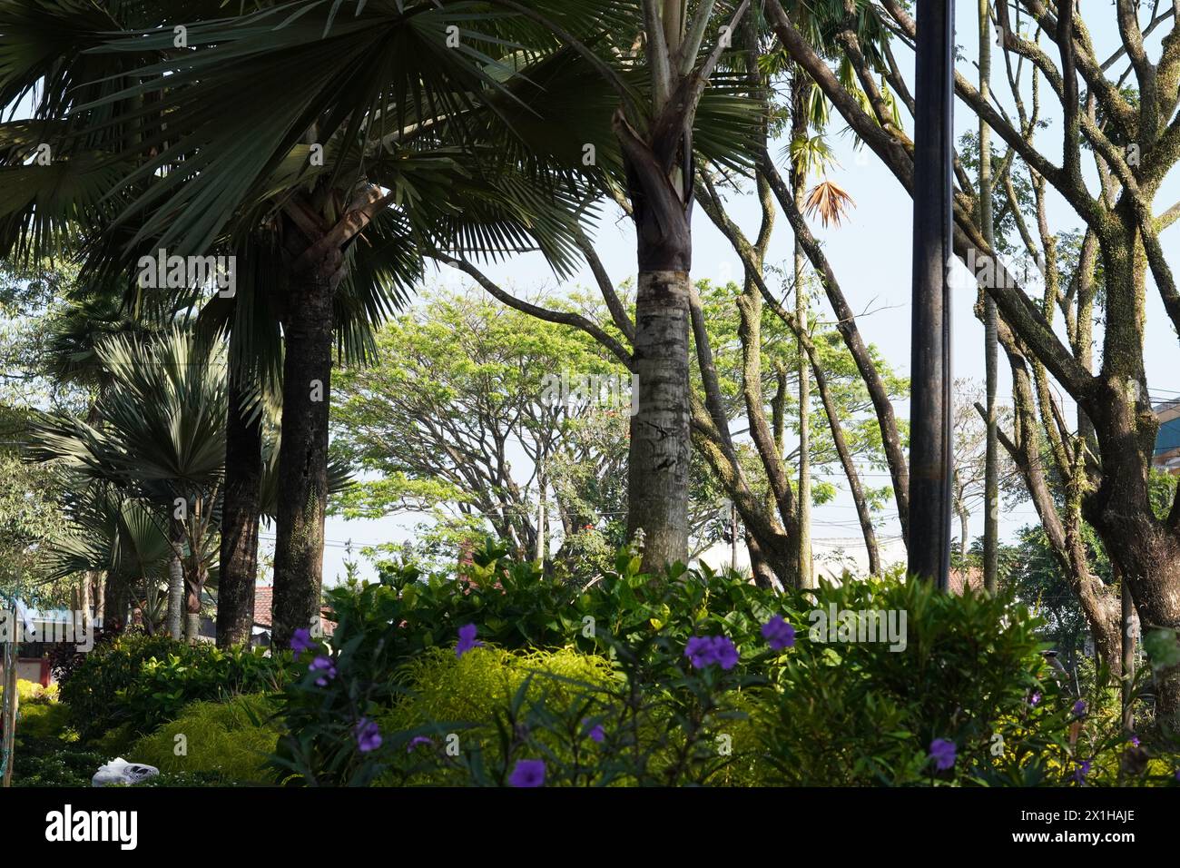 Lush tropical foliage trees hi-res stock photography and images - Alamy