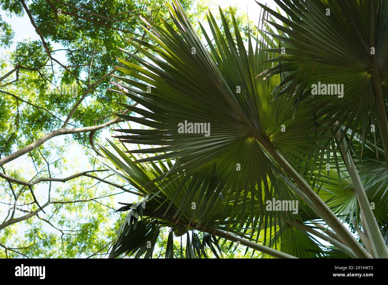 Very large and wide tree hi-res stock photography and images - Alamy