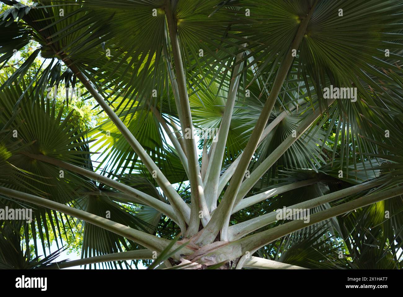 Very large and wide tree hi-res stock photography and images - Alamy