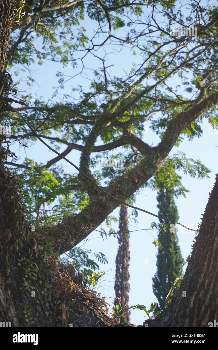 Curved tree hi-res stock photography and images - Alamy