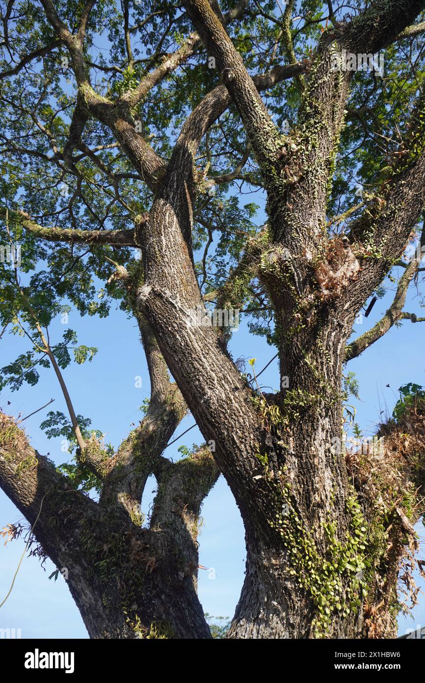 Curved tree hi-res stock photography and images - Alamy