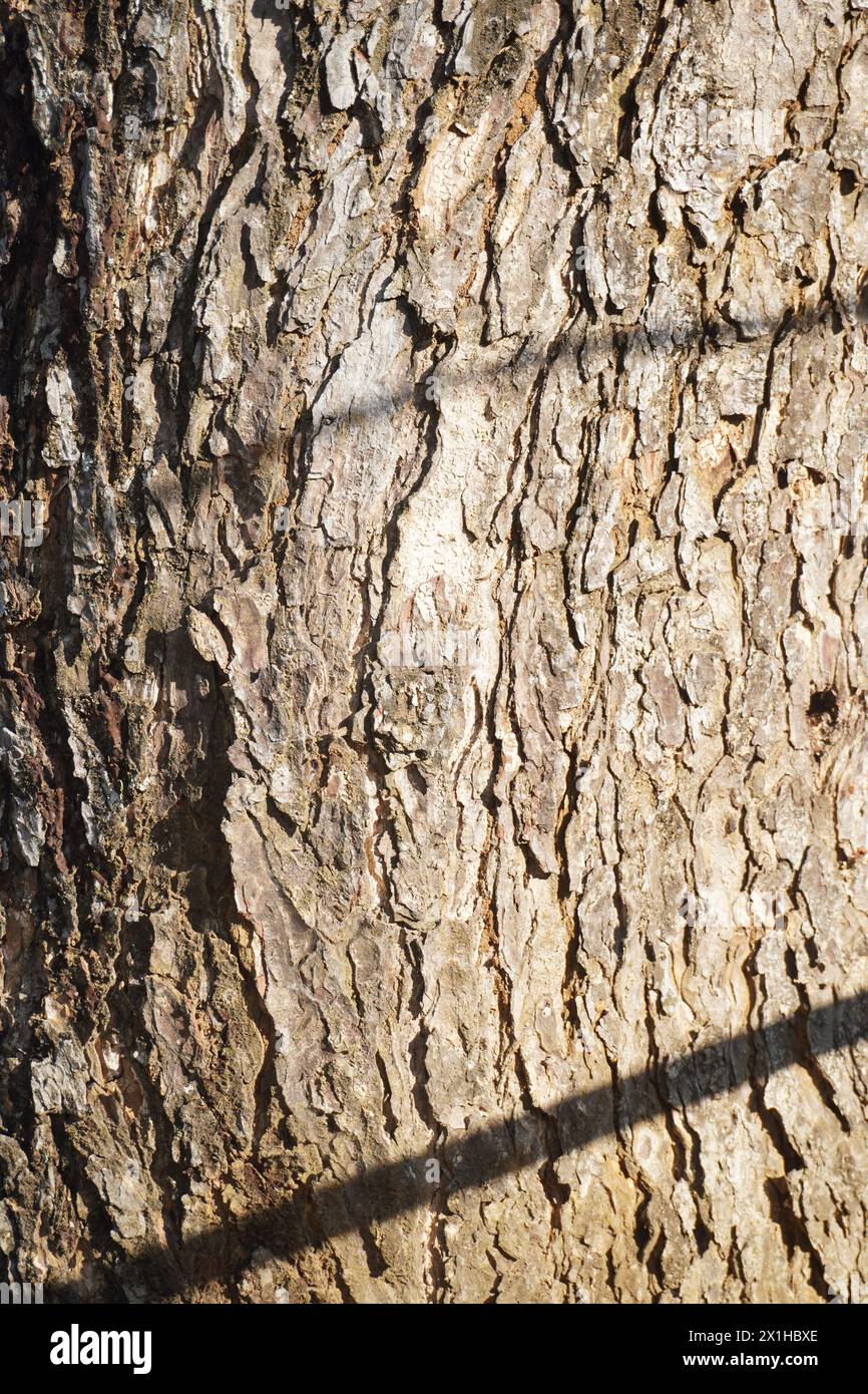 Wooden tree trunk with vertical line shadow at daytime Stock Photo - Alamy