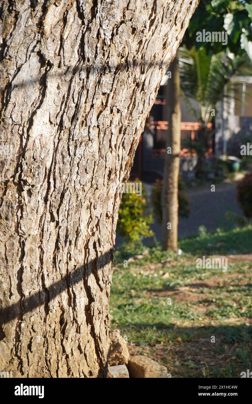 Wooden tree trunk with vertical line shadow at daytime Stock Photo - Alamy